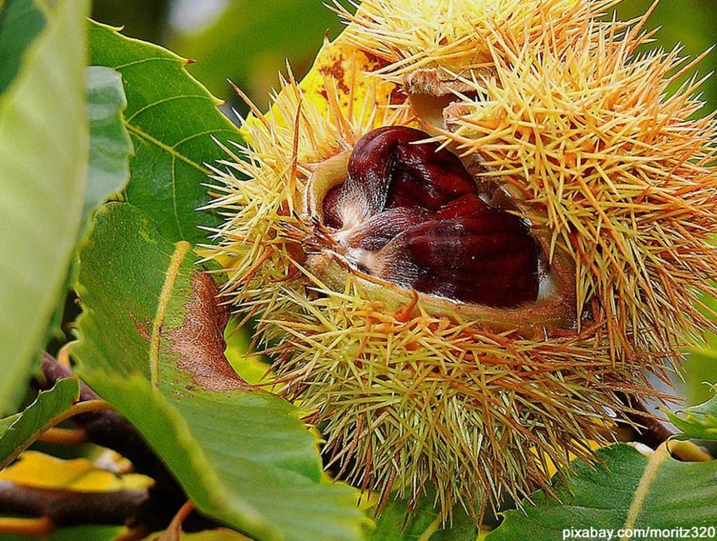 Super einfach die perfekten Maroni zubereiten