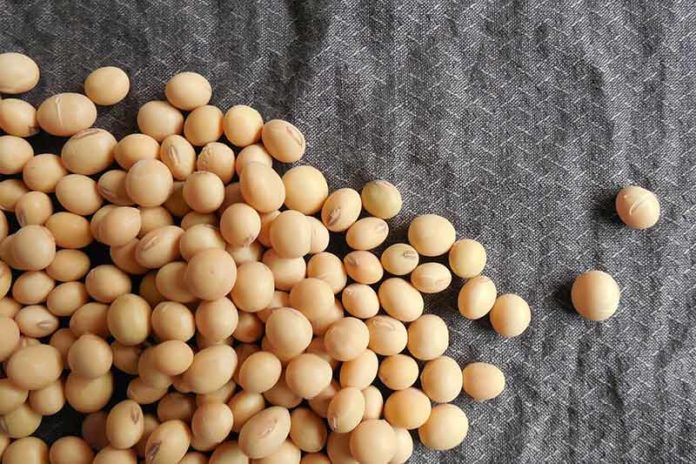 30 kaliumreiche Lebensmittel, die du kennen solltest - WE GO WILD