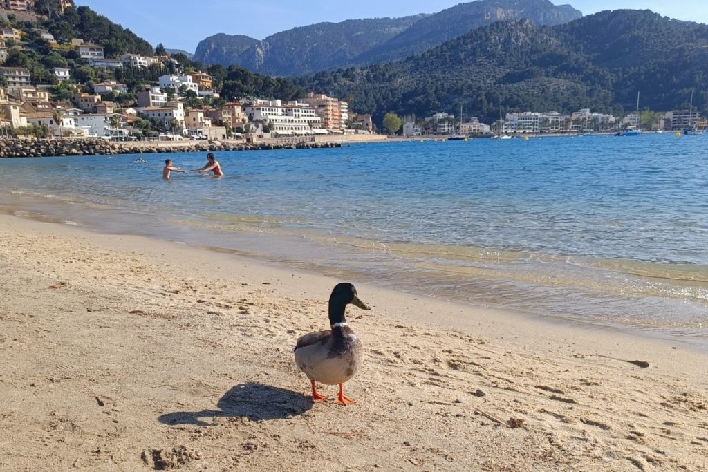 Krafttier Ente: Das bedeutet sie wirklich!