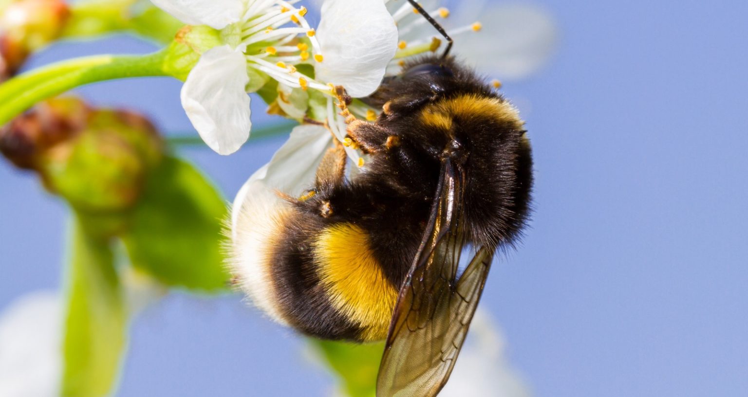 Das musst du über das Krafttier Hummel wissen!