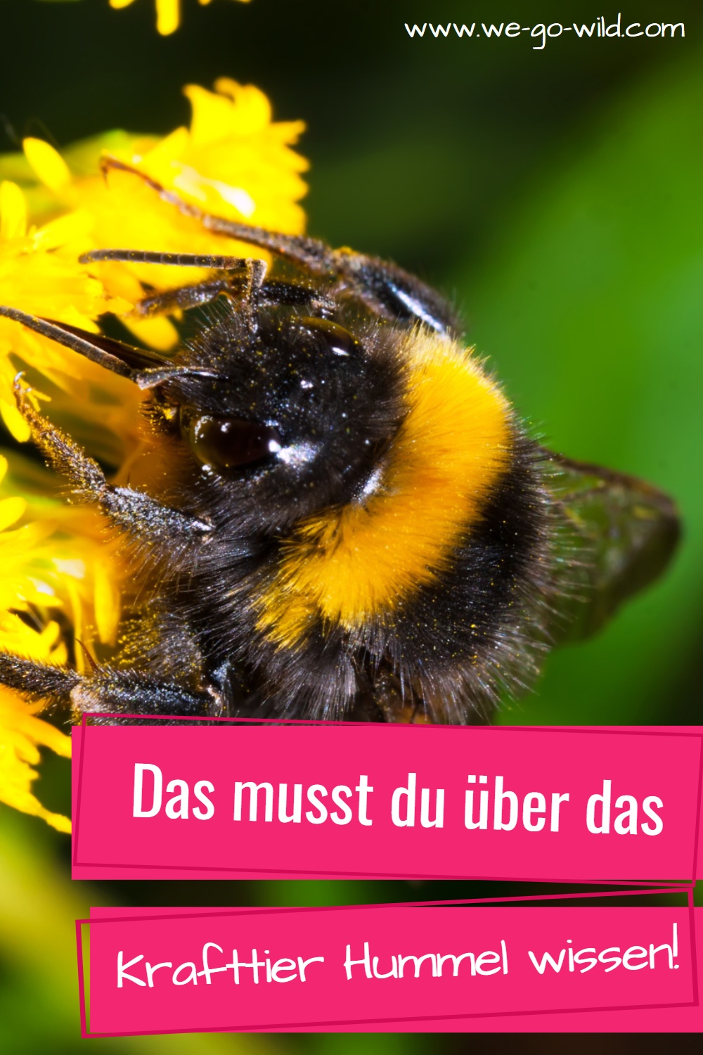 Das musst du über das Krafttier Hummel wissen!