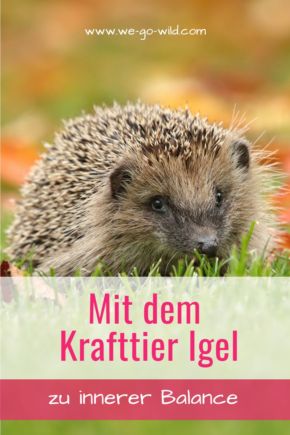 Krafttier Igel: So führt es dich zur inneren Stärke!